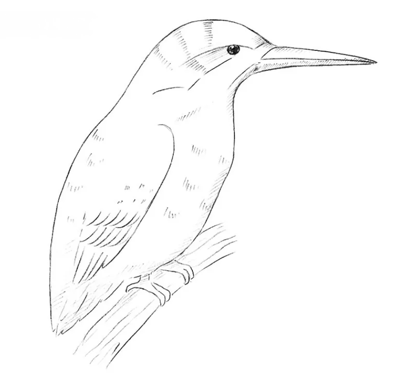 How to draw a Kingfisher Step By Step – For Kids & Beginners