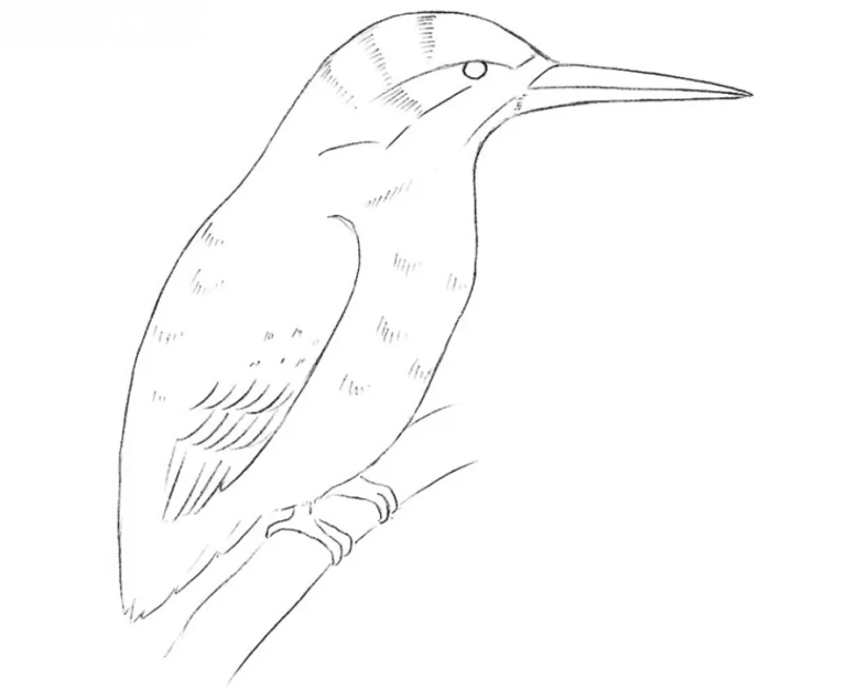 How to draw a Kingfisher Step By Step – For Kids & Beginners