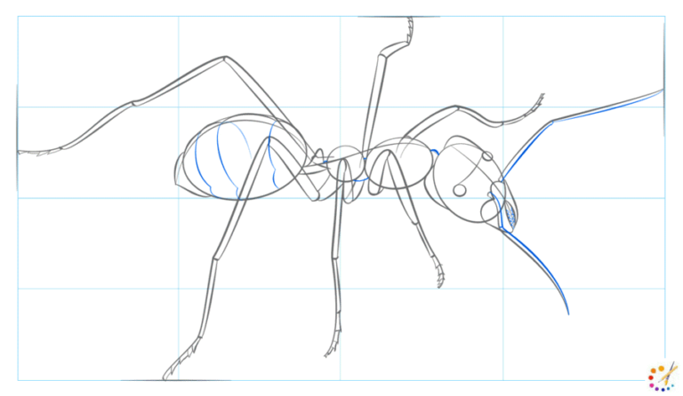 How to Draw an ant Step By Step – For Kids & Beginners