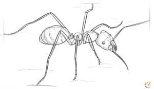 How to Draw an ant Step By Step – For Kids & Beginners