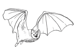 How to Draw Bat Step By Step – For Kids & Beginners