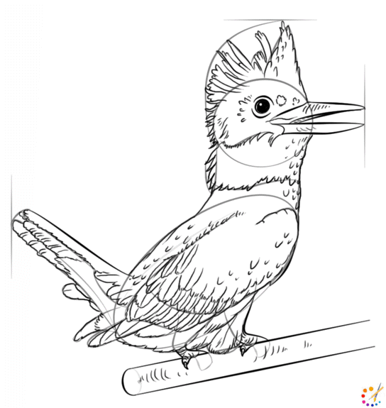 How to draw a Kingfisher Step By Step – For Kids & Beginners