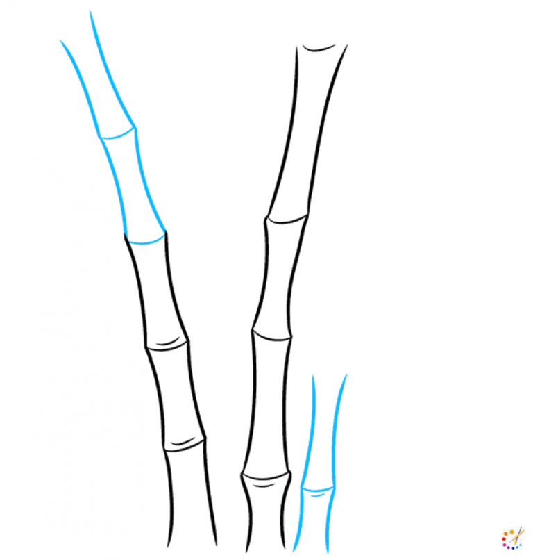 How to Draw Bamboo Step By Step – For Kids & Beginners
