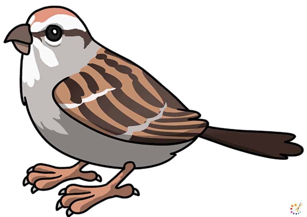 How to Draw a sparrow Step By Step – For Kids & Beginners