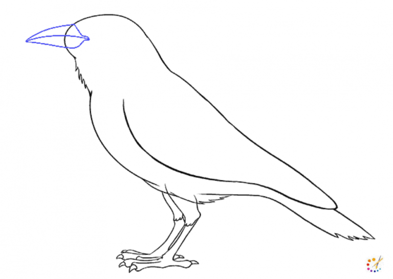 How to Draw a crow Step By Step – For Kids & Beginners