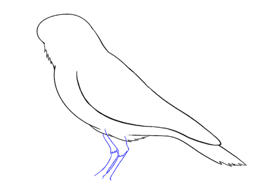 How to Draw a crow Step By Step – For Kids & Beginners