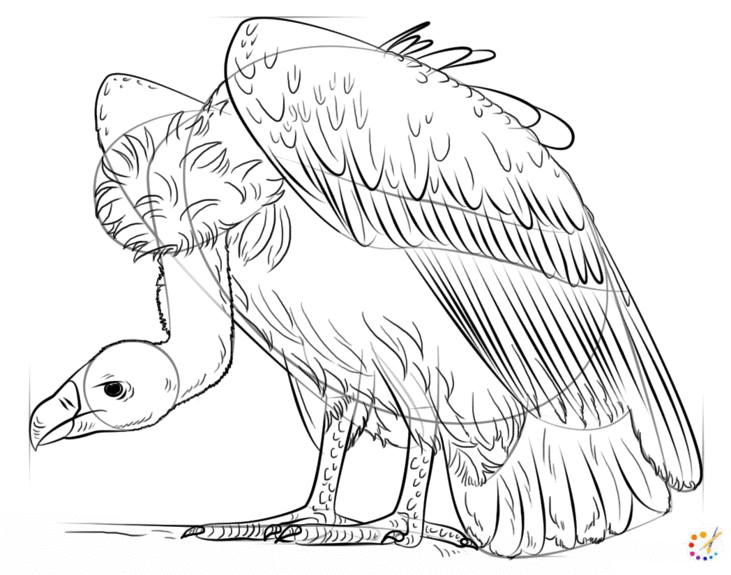 How to Draw Vulture Step By Step – For Kids & Beginners