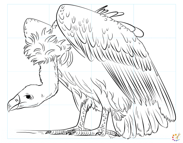 How to Draw Vulture Step By Step – For Kids & Beginners
