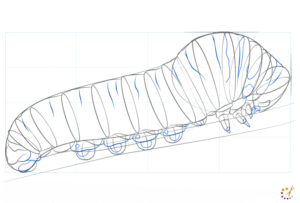 How to draw a caterpillar Step By Step – For Kids & Beginners