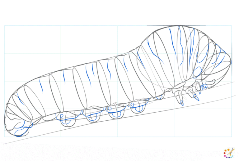 How to draw a caterpillar Step By Step – For Kids & Beginners