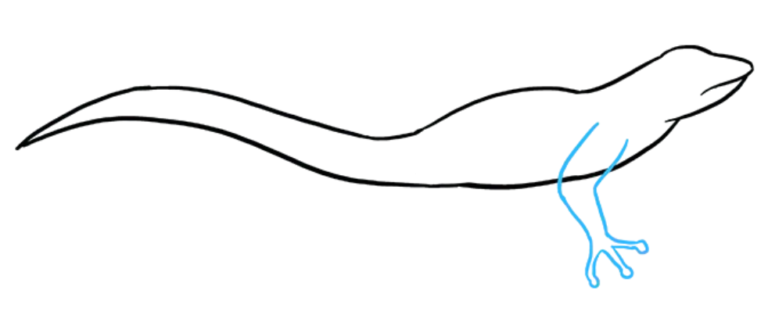 How to draw a Lizard Step By Step – For Kids & Beginners