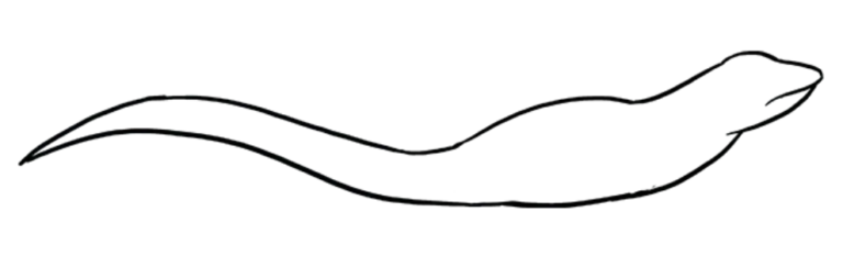 How to draw a Lizard Step By Step – For Kids & Beginners