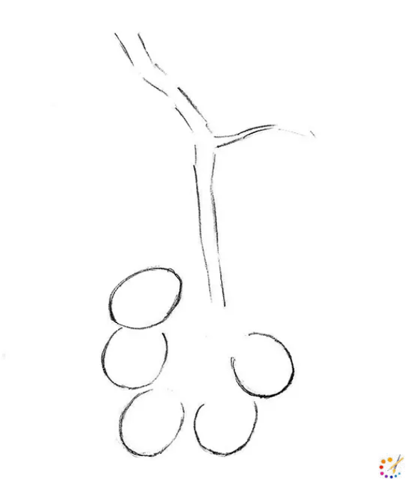 How to Draw Grapes Step by Step – For Kids & Beginners