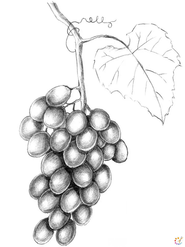 How to Draw Grapes Step by Step – For Kids & Beginners
