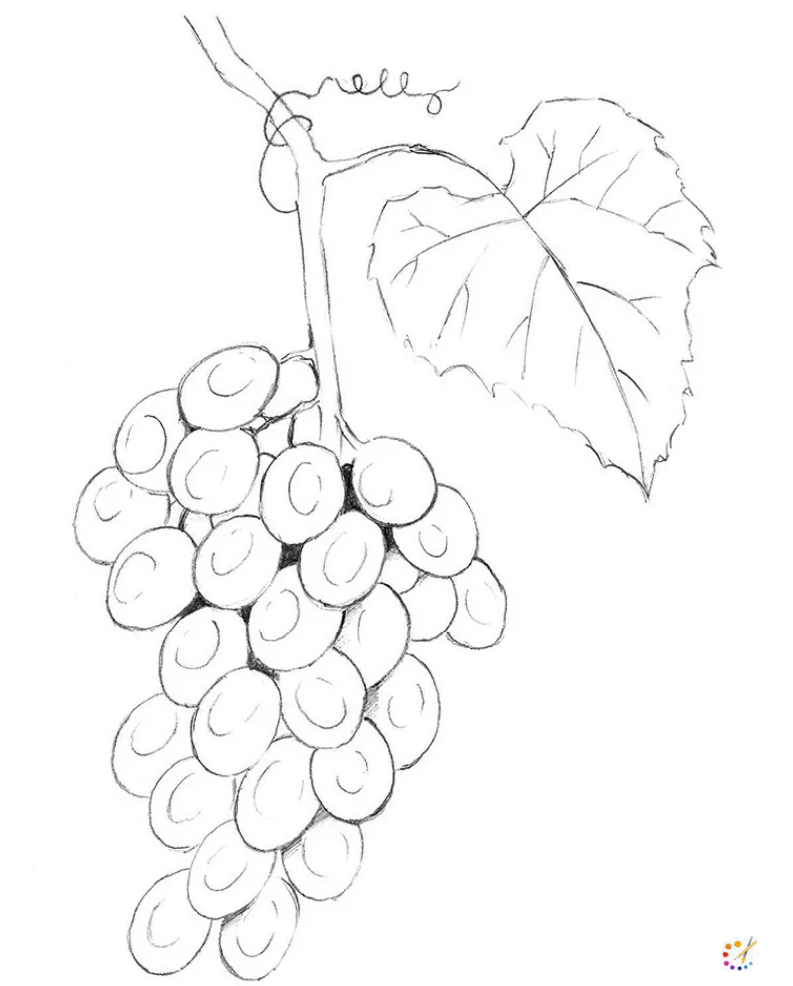 How to Draw Grapes Step by Step – For Kids & Beginners