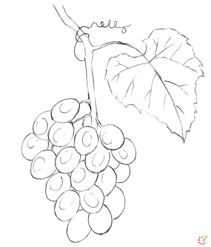How to Draw Grapes Step by Step – For Kids & Beginners