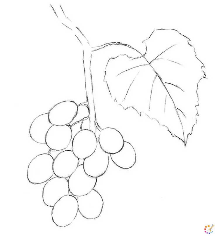 How to Draw Grapes Step by Step – For Kids & Beginners