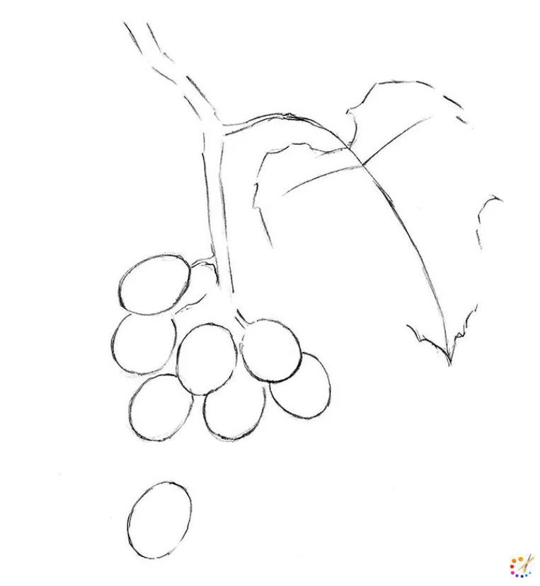How to Draw Grapes Step by Step – For Kids & Beginners