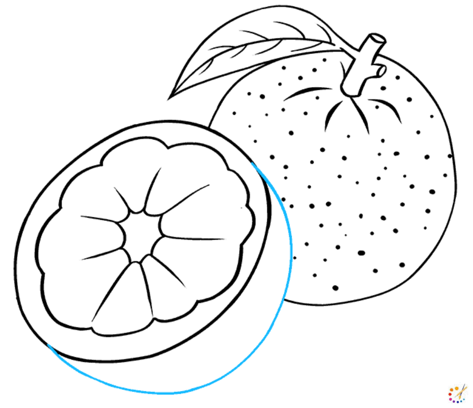 How to draw Orange Step by Step – For Kids & Beginners