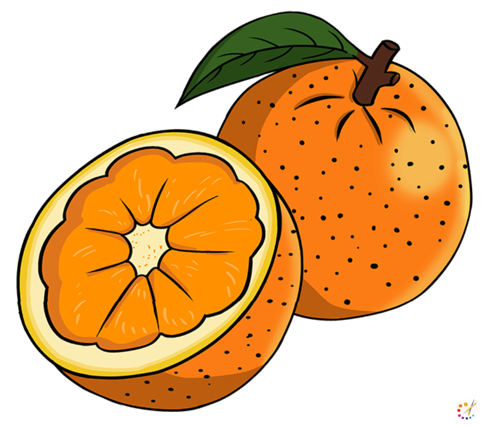 How to draw Orange Step by Step – For Kids & Beginners