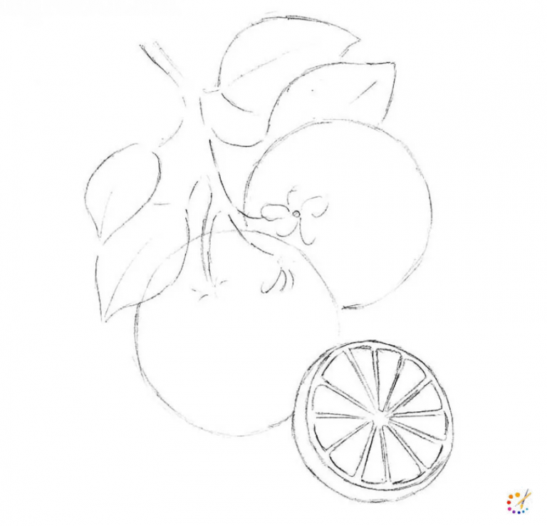 How to draw Orange Step by Step – For Kids & Beginners