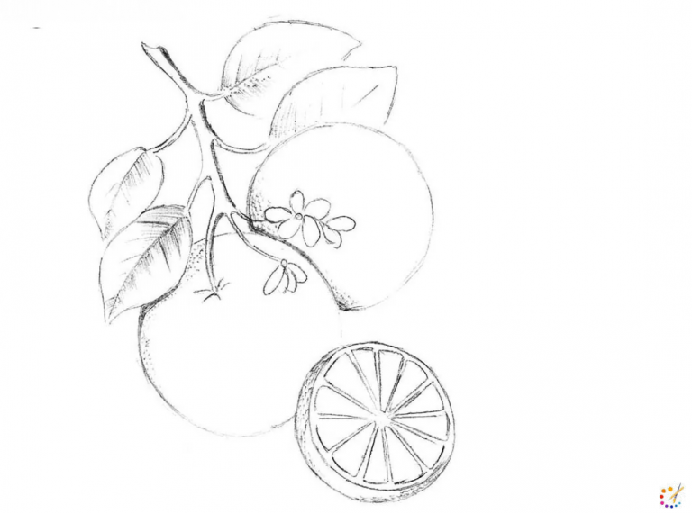 How to draw Orange Step by Step – For Kids & Beginners