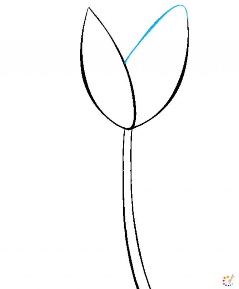 How to Draw a Tulip Step by Step – For Kids & Beginners