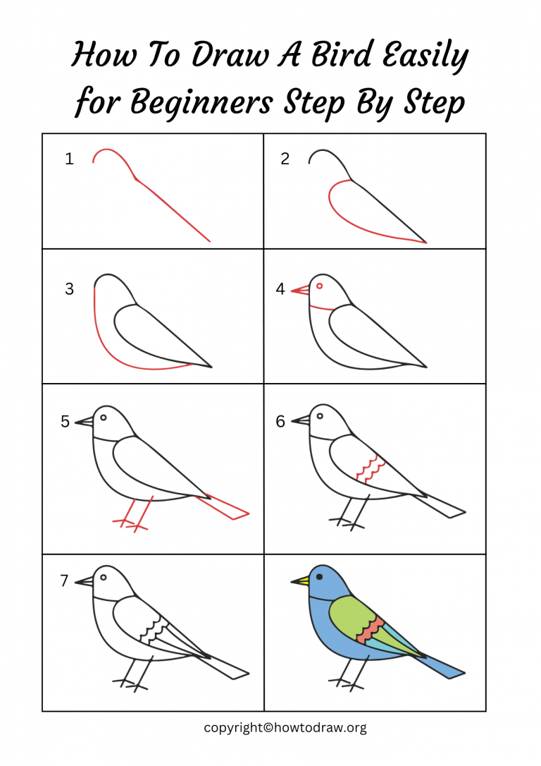 How To Draw A Bird Step By Step – For Kids & Beginners